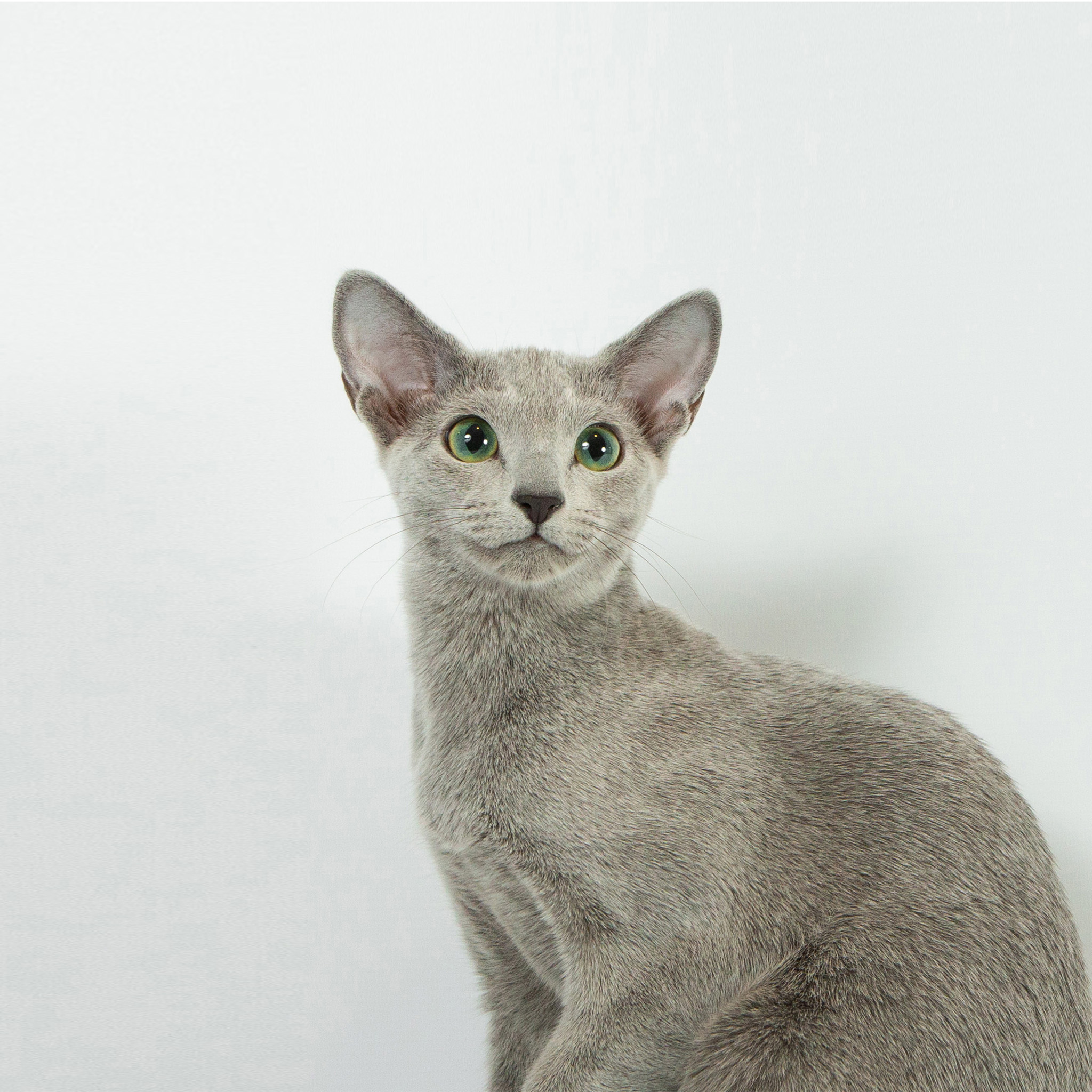 Shows » Mundikat FIFe Cat Club