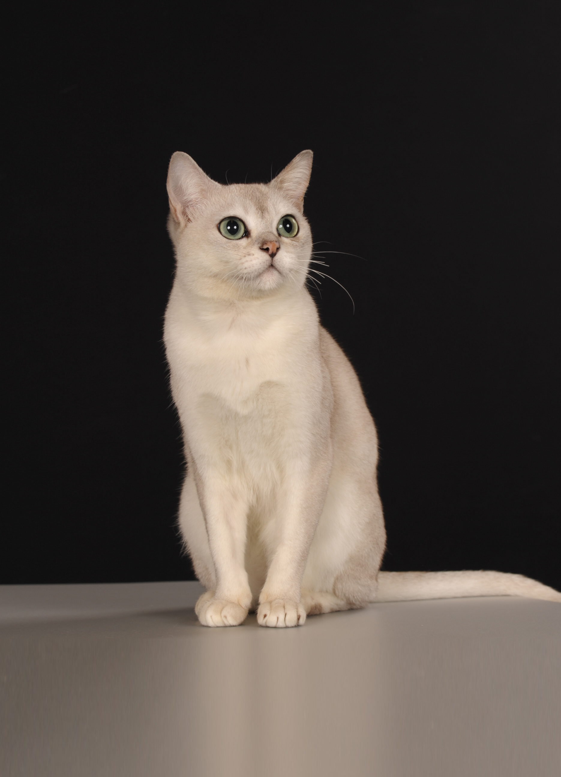 Home » Mundikat FIFe Cat Club